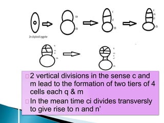Deveopment of embryo in monocot and dicot | PPTX