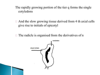 Deveopment of embryo in monocot and dicot | PPTX