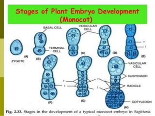 Deveopment of embryo in monocot and dicot | PPTX