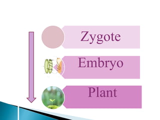 Deveopment of embryo in monocot and dicot | PPTX