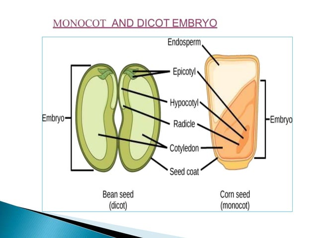Deveopment of embryo in monocot and dicot | PPTX