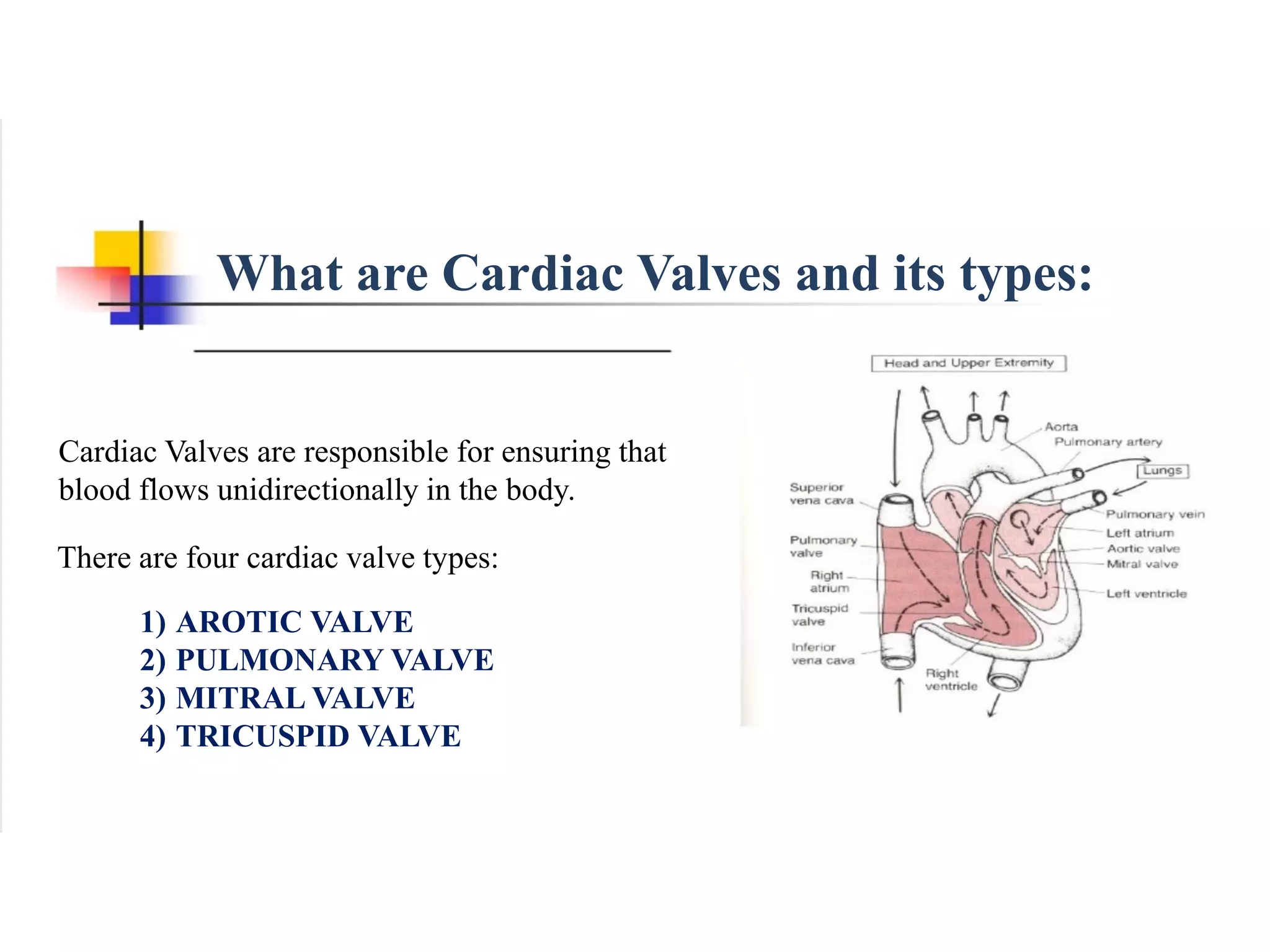 Developmental Anomalies of Cardiac Valves | PDF
