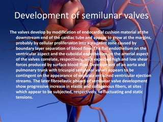 Developmental Anomalies of Cardiac Valves | PDF
