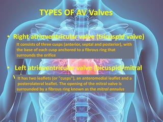 Developmental Anomalies of Cardiac Valves | PDF