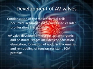 Developmental Anomalies of Cardiac Valves | PDF