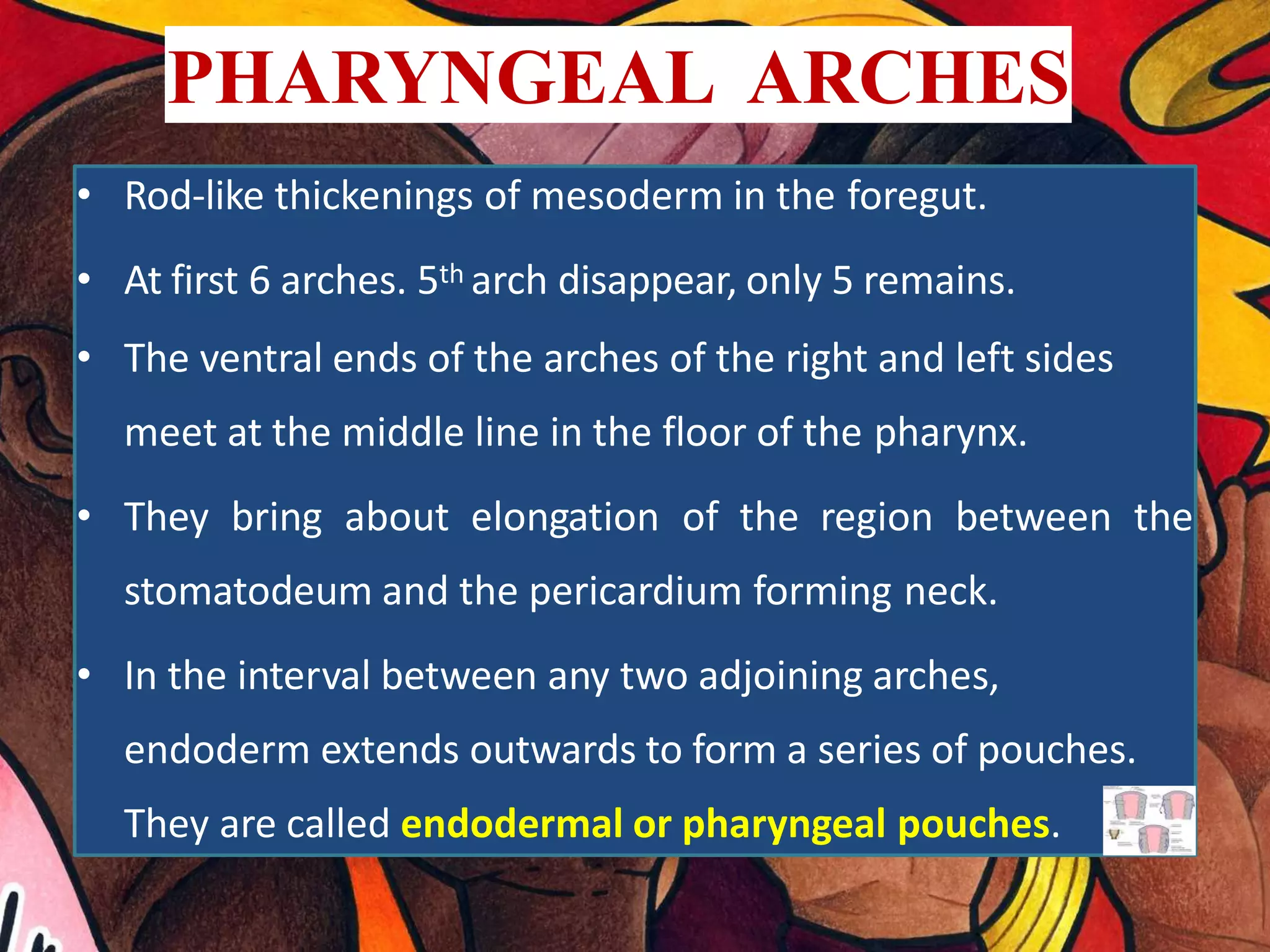 DEVELOPMENT OF FACE | PPTX