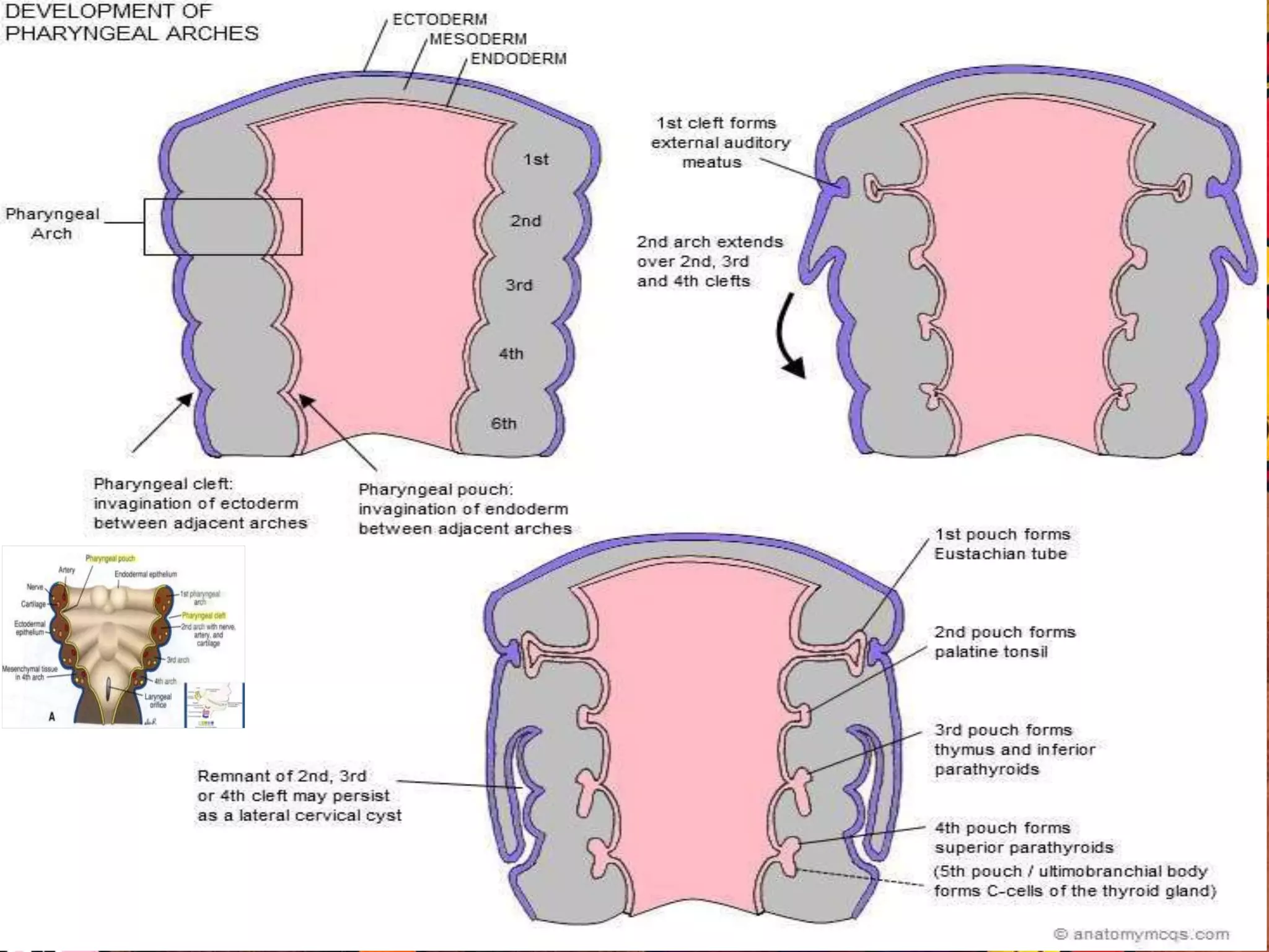 DEVELOPMENT OF FACE | PPTX