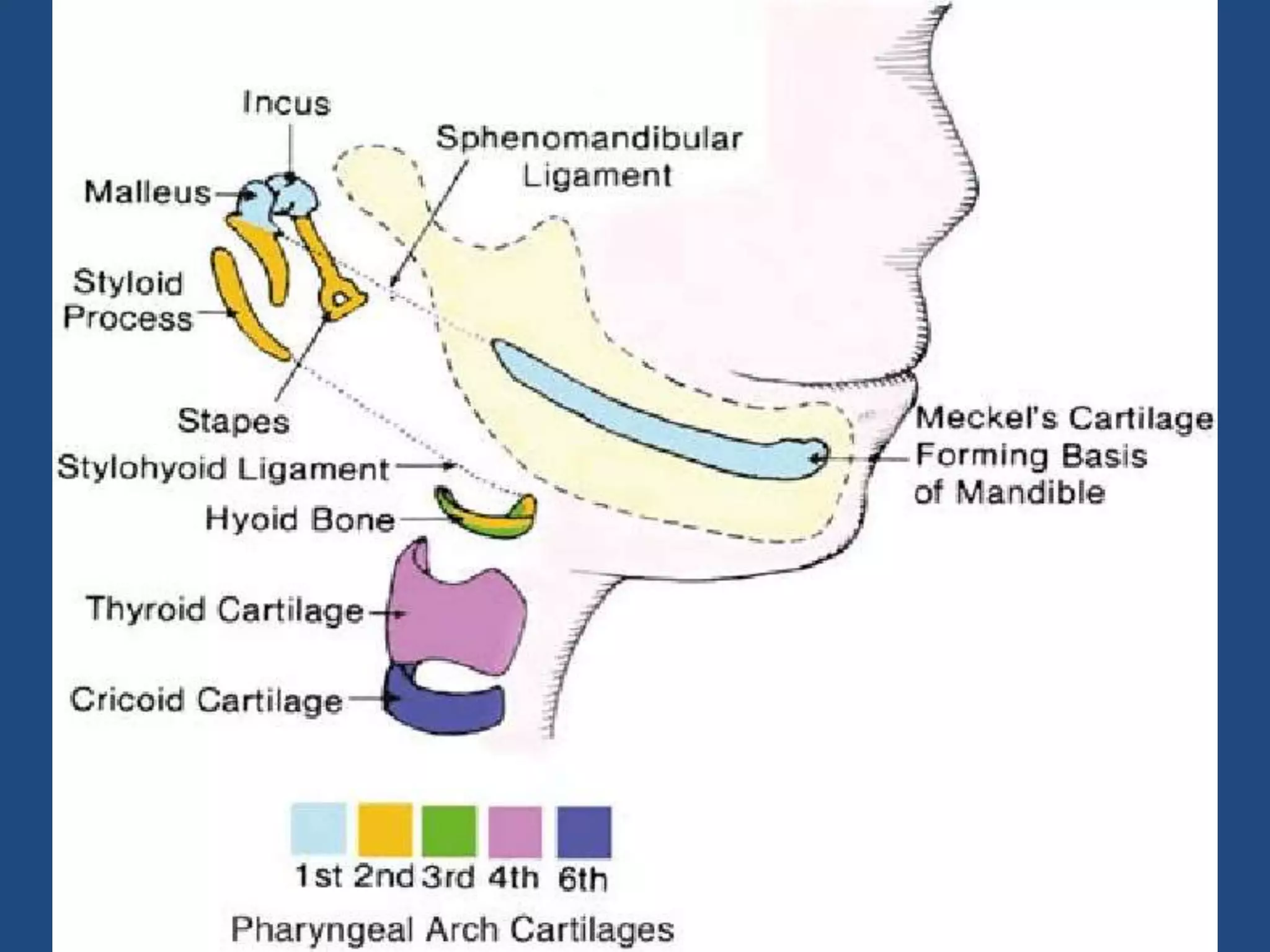 DEVELOPMENT OF FACE | PPTX