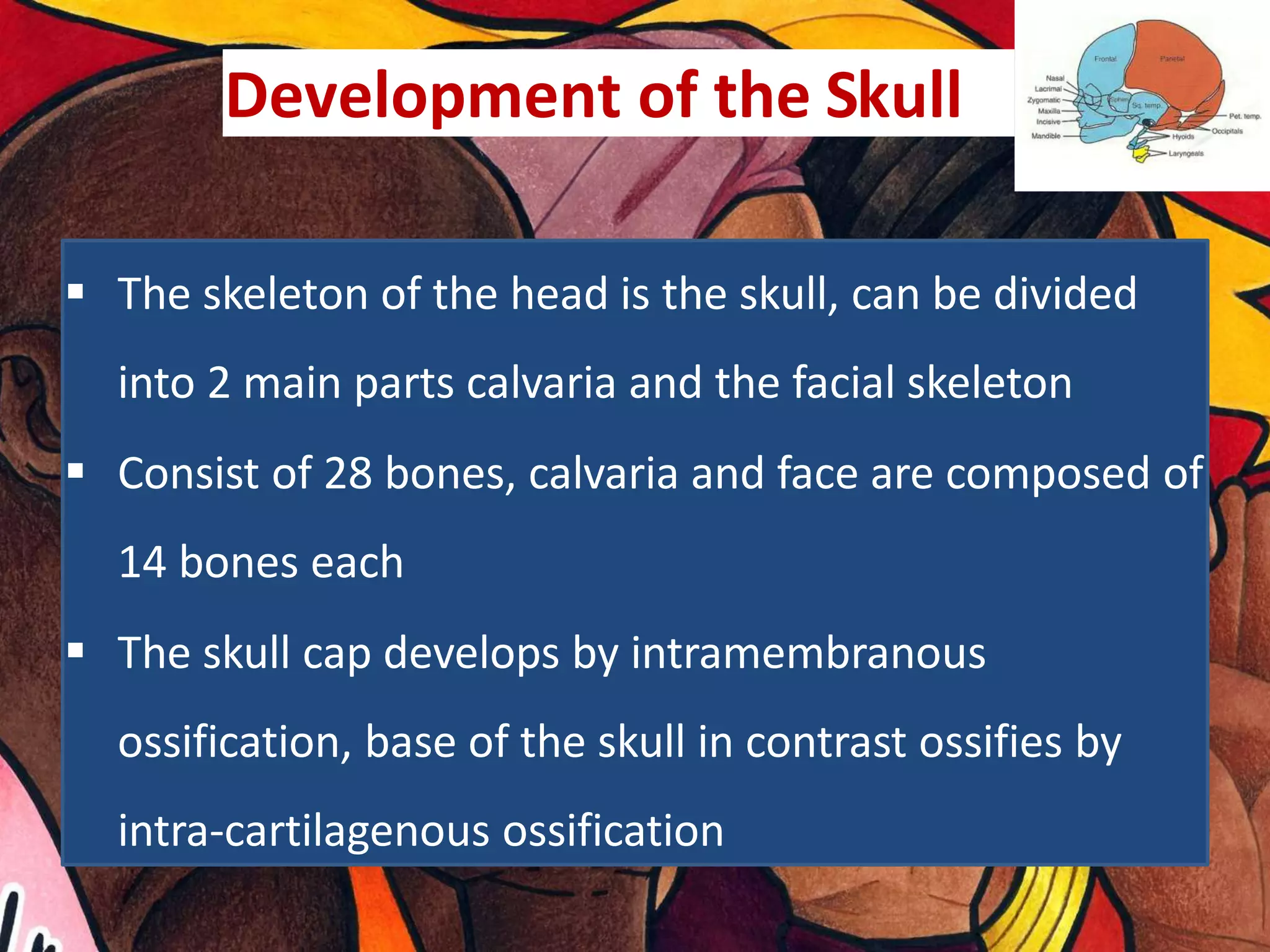 DEVELOPMENT OF FACE | PPTX