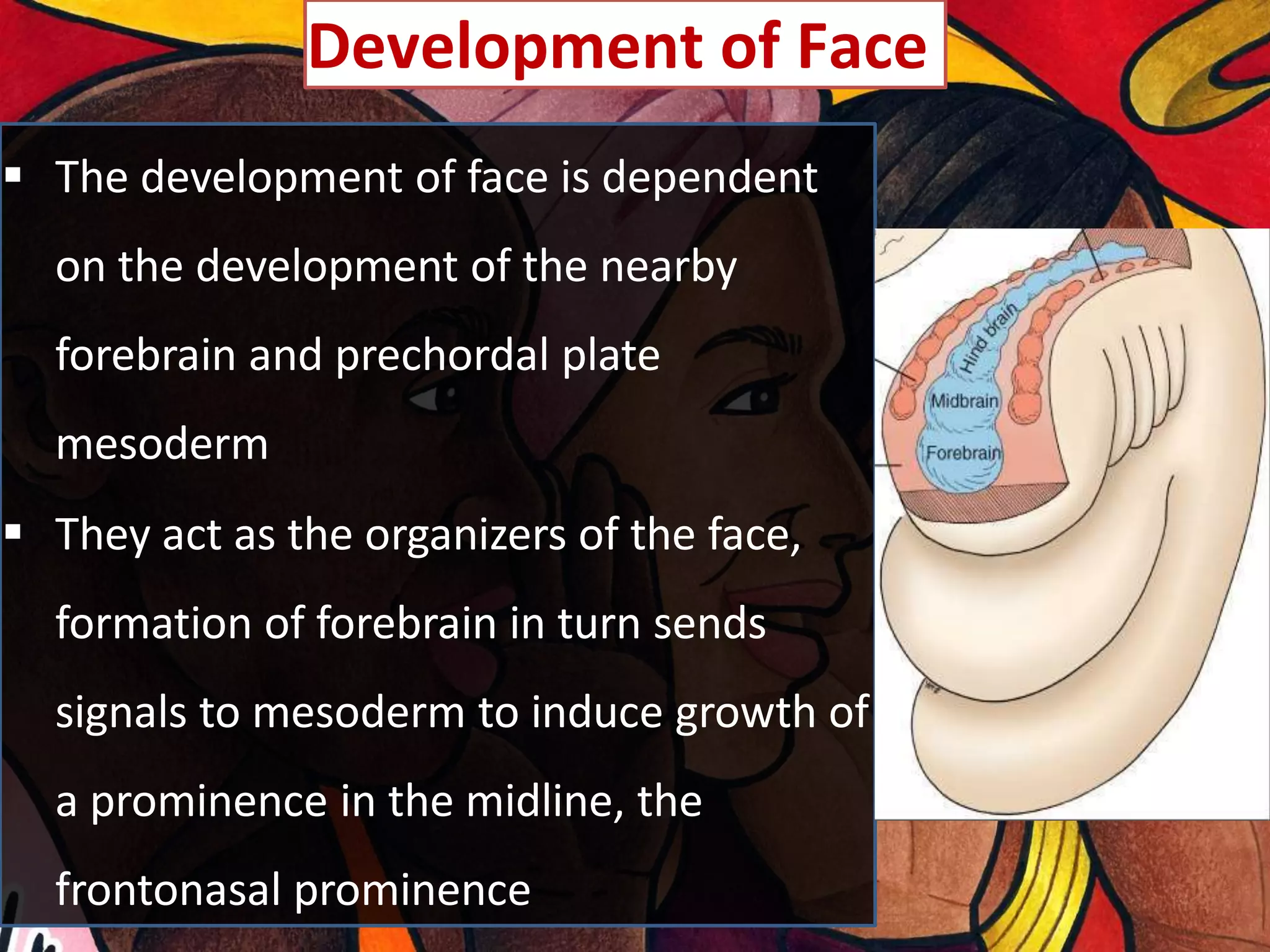 DEVELOPMENT OF FACE | PPTX