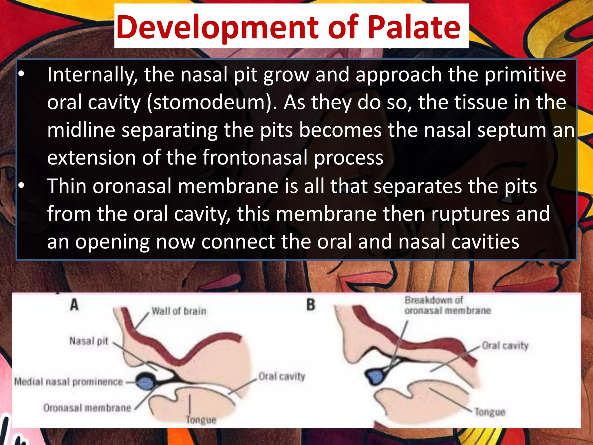 DEVELOPMENT OF FACE | PPTX