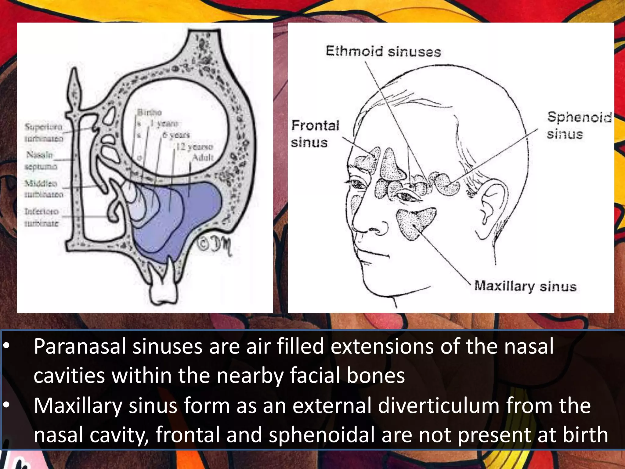 DEVELOPMENT OF FACE | PPTX