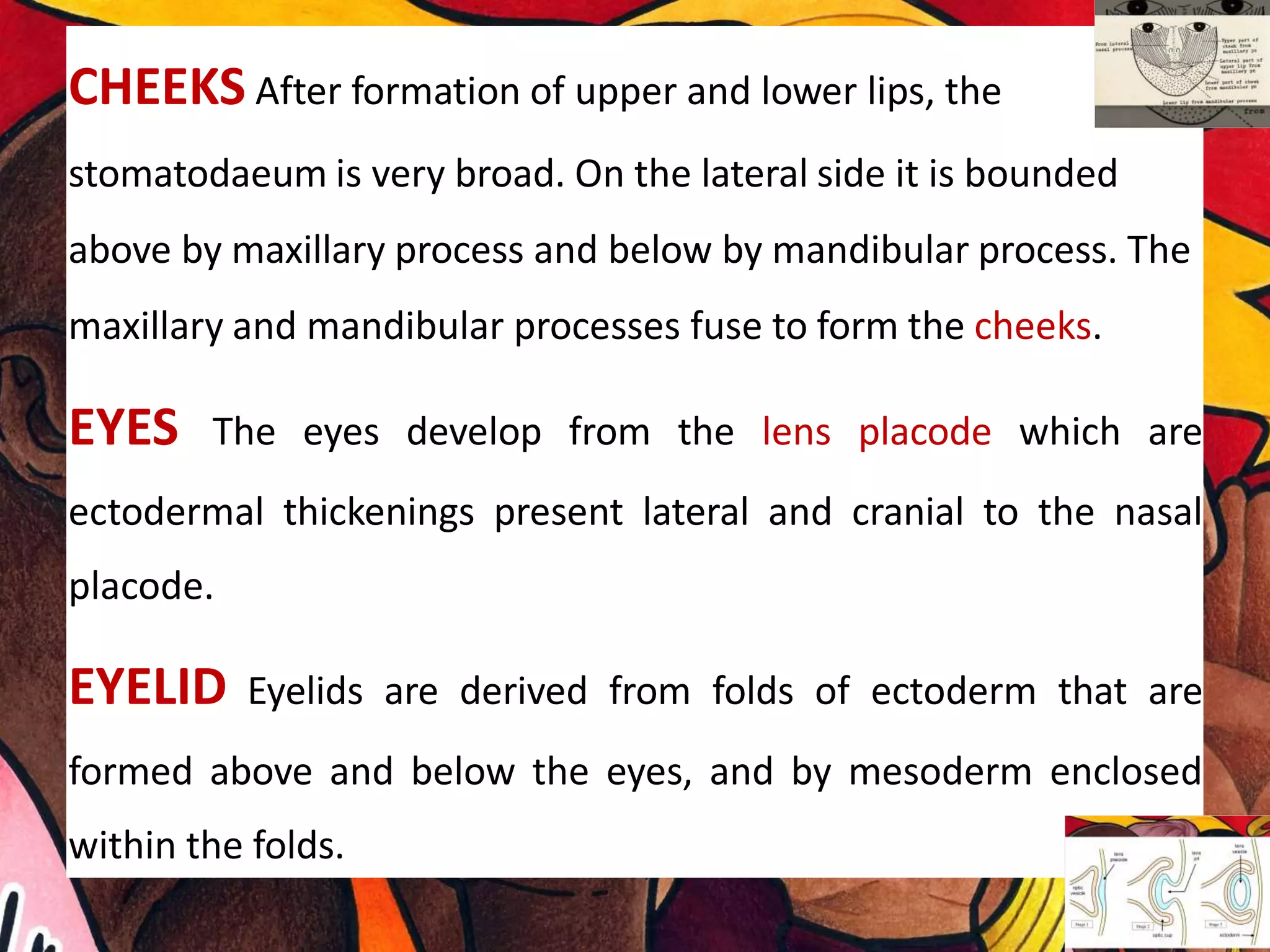DEVELOPMENT OF FACE | PPTX