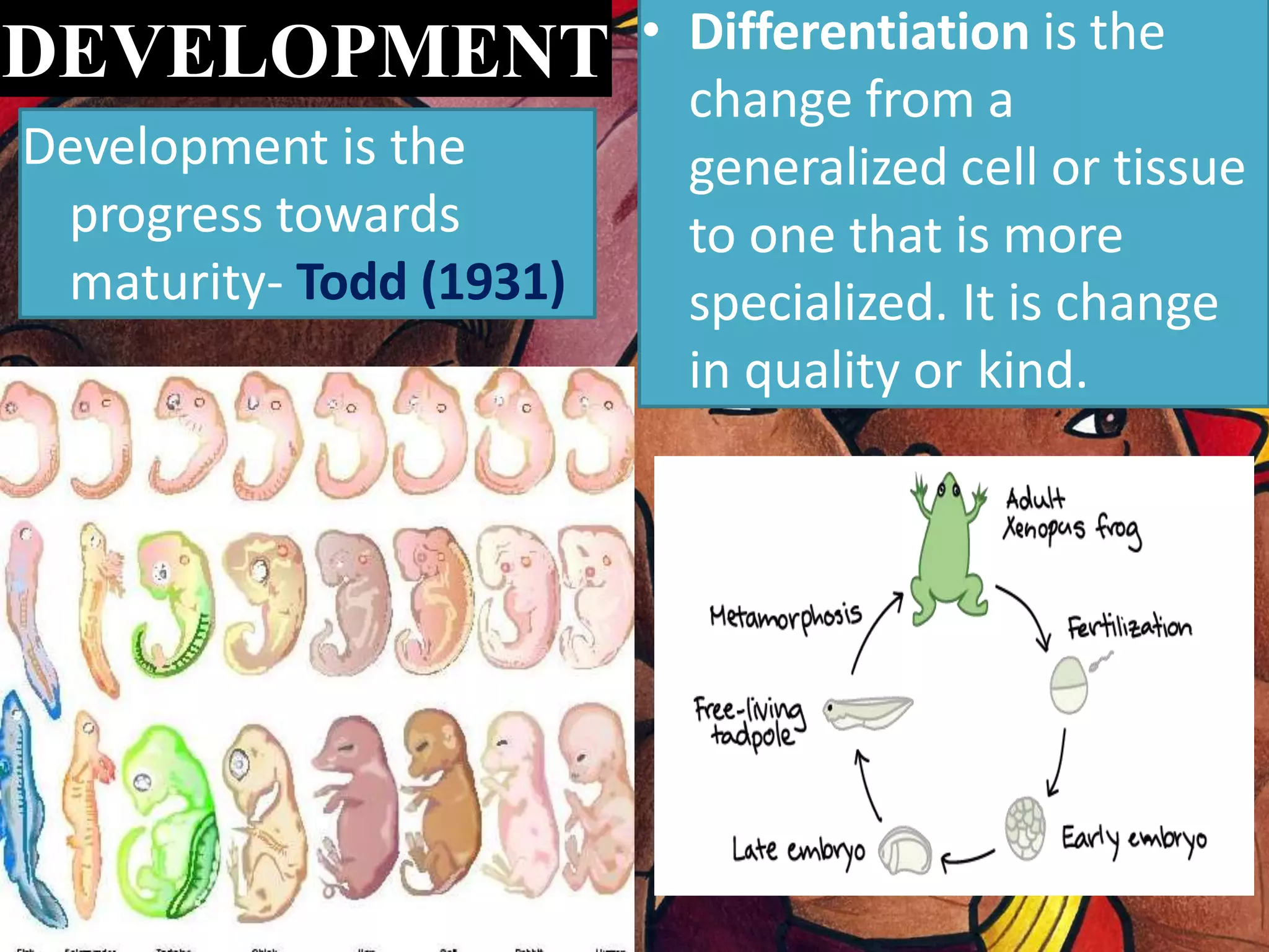 DEVELOPMENT OF FACE | PPTX