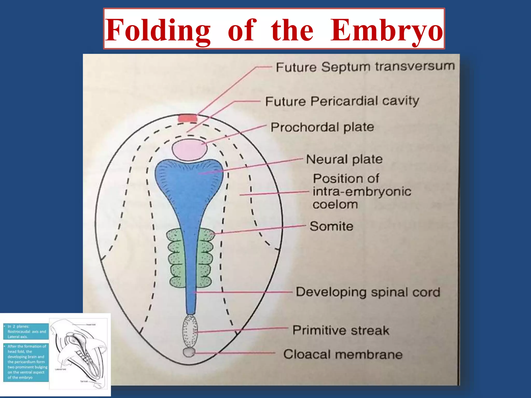 DEVELOPMENT OF FACE | PPTX