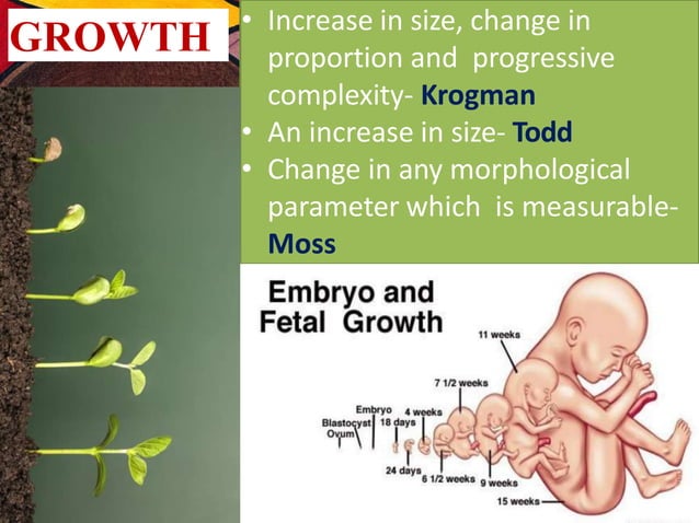 DEVELOPMENT OF FACE | PPTX