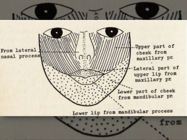 DEVELOPMENT OF FACE | PPTX