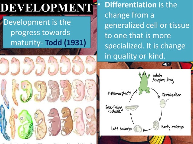DEVELOPMENT OF FACE | PPTX