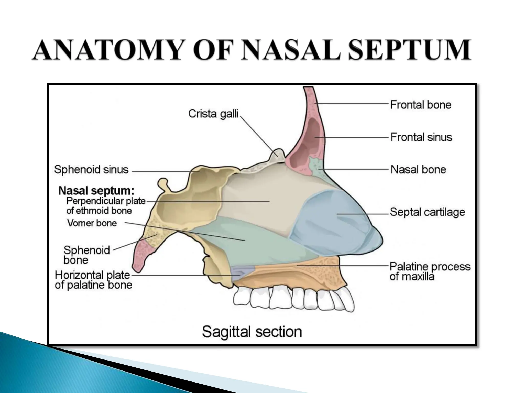 DEVIATED NASAL SEPTUM BY BHUMIKA.G.THAKOR | PPTX