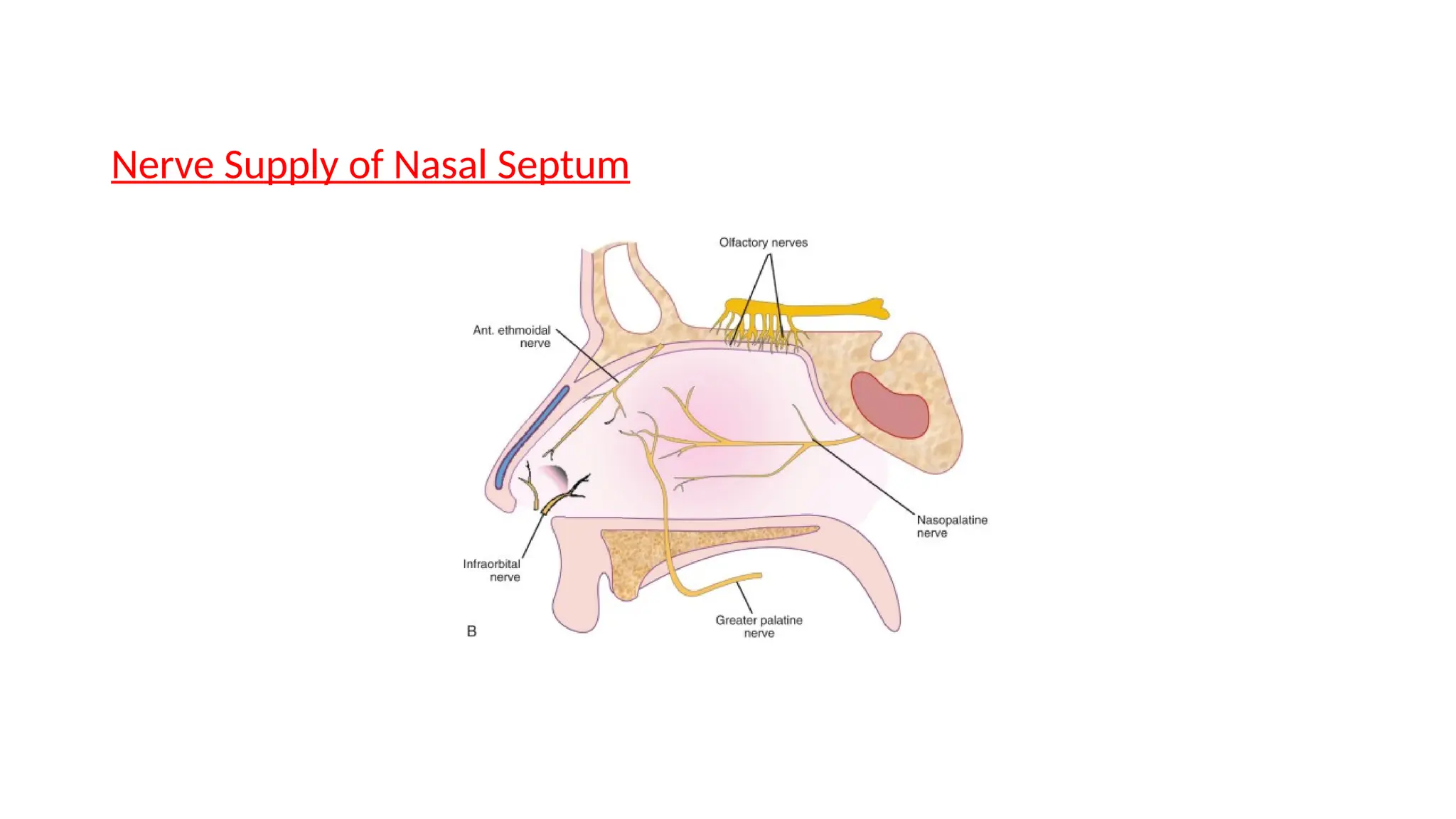 Deviated Nasal Septum DNS ENT Topic.pptx