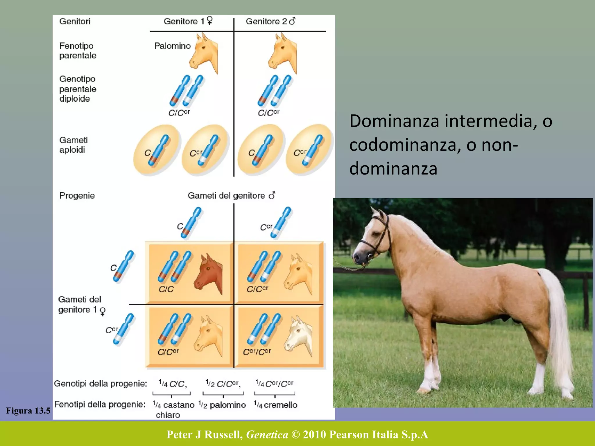 Deviazioni ed estensioni genetica mendeliana pt.2 | PPT