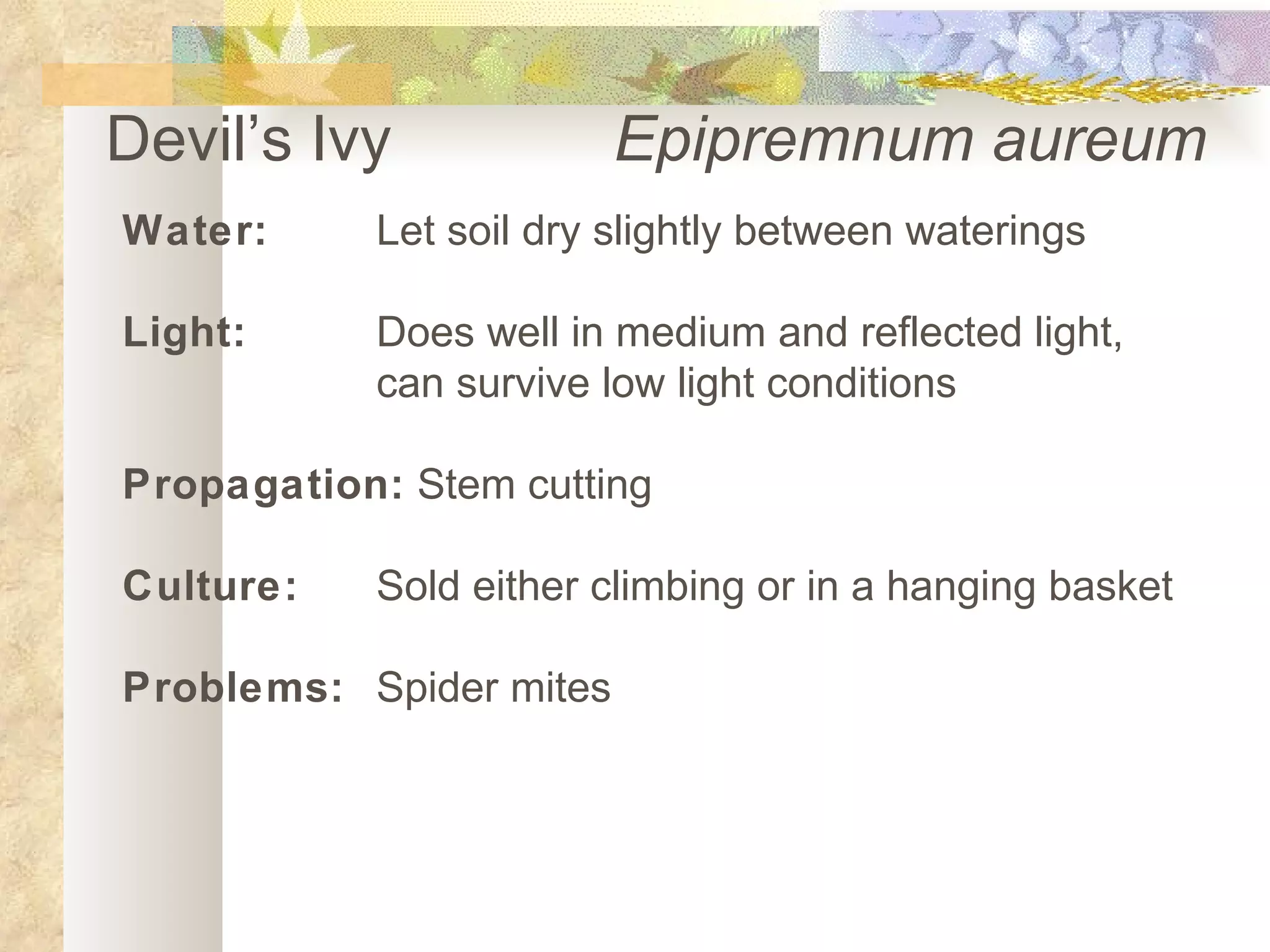 Devil's ivy show | PPT