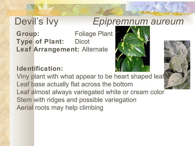 Devils Ivy Show | PPT