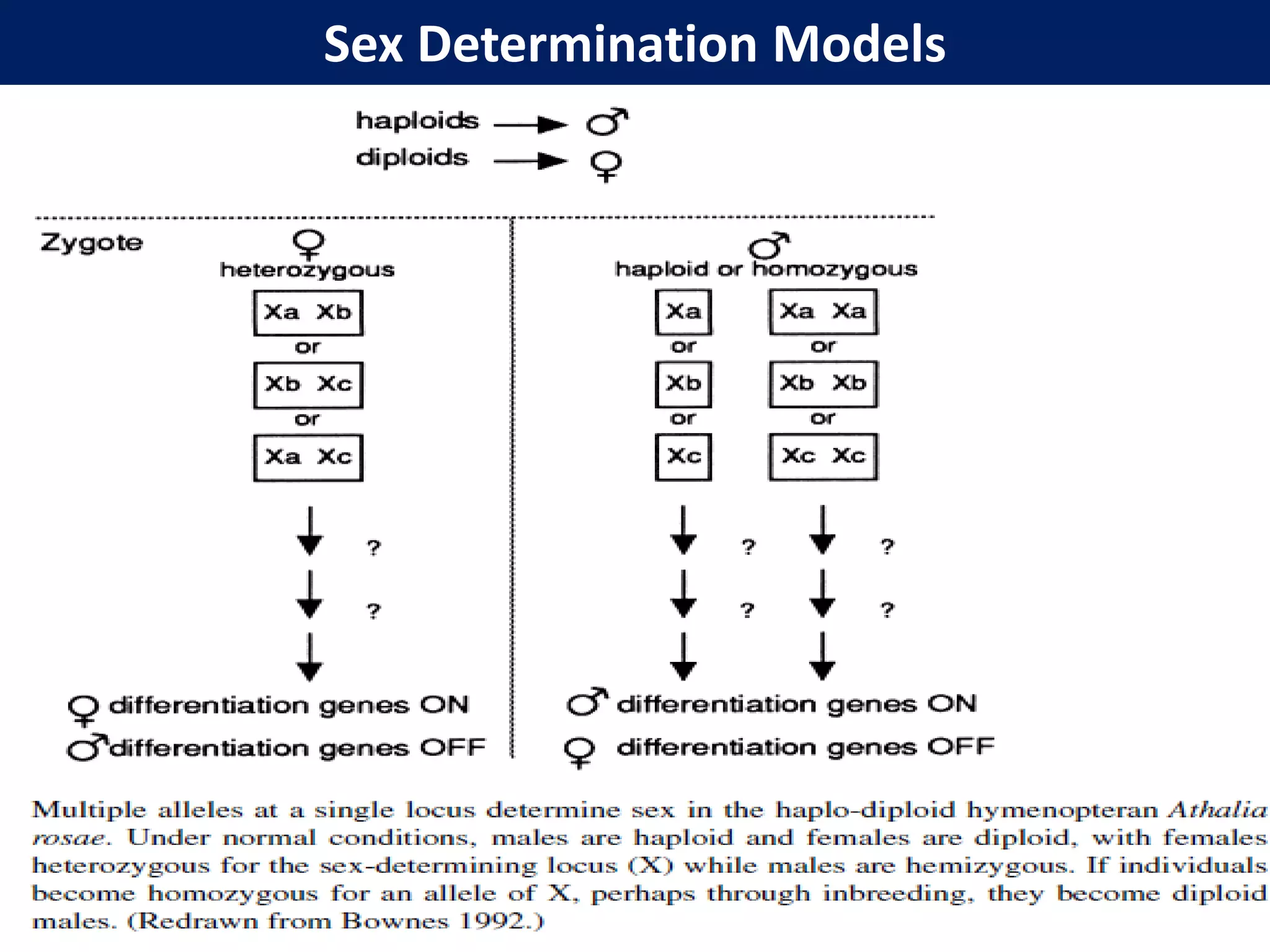 Sex Determination In Insects Pdf Infertility Reproductive Health