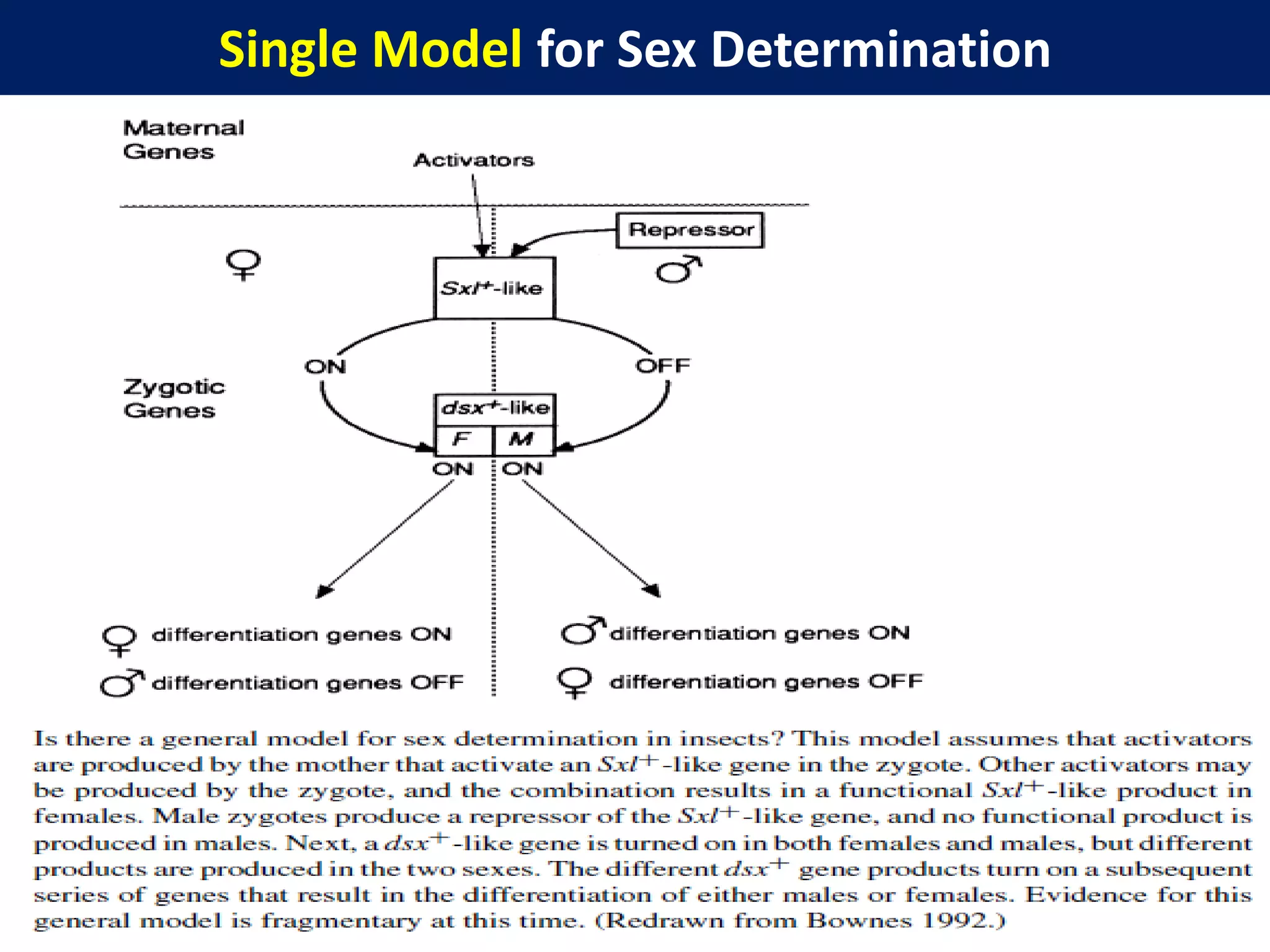 Sex Determination In Insects Pdf Infertility Reproductive Health