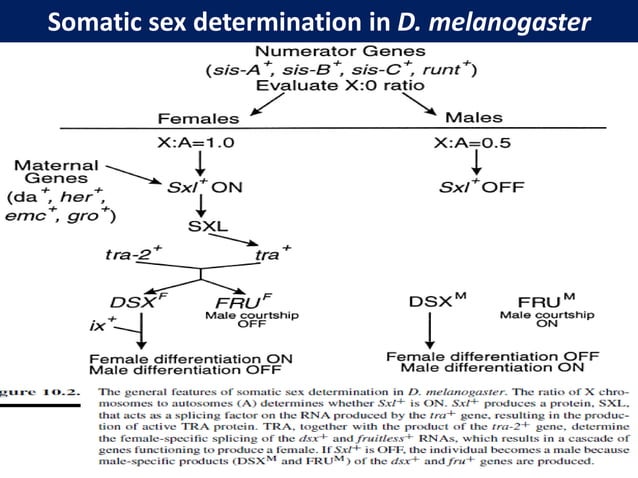 Sex determination in insects | PDF | Infertility | Reproductive Health