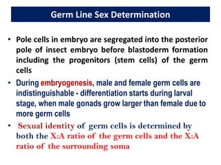 Sex determination in insects | PDF | Infertility | Reproductive Health