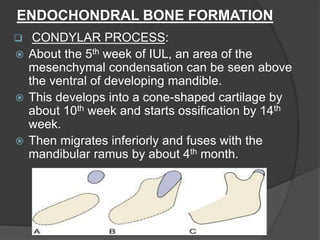 Growth and development of mandible in children | PPTX | Dental Health ...