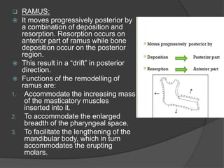 Growth and development of mandible in children | PPTX