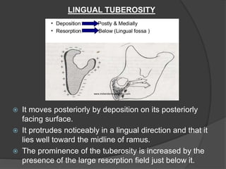 Growth and development of mandible in children | PPTX | Dental Health ...