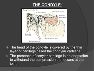 Growth and development of mandible in children | PPTX | Dental Health ...