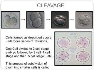 Devlopment of face and its abnormalites | PPTX