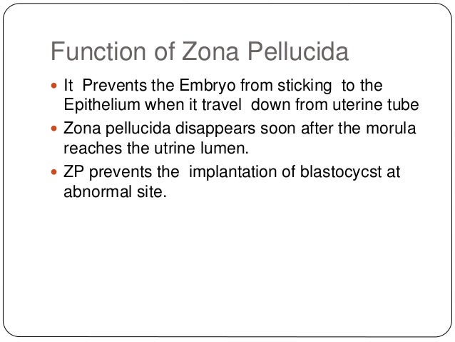 Zona Pellucida Structure