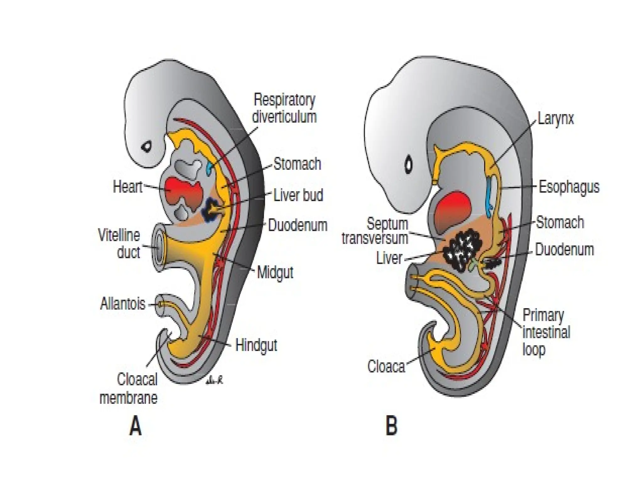 development of Gastro-intestinal system. pptx | PPTX
