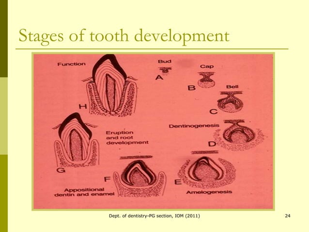 Development of dentition | PPTX