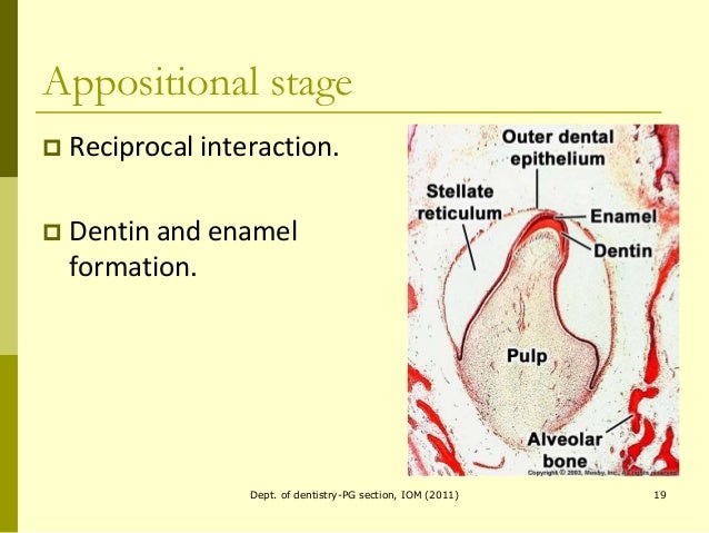 Development of dentition
