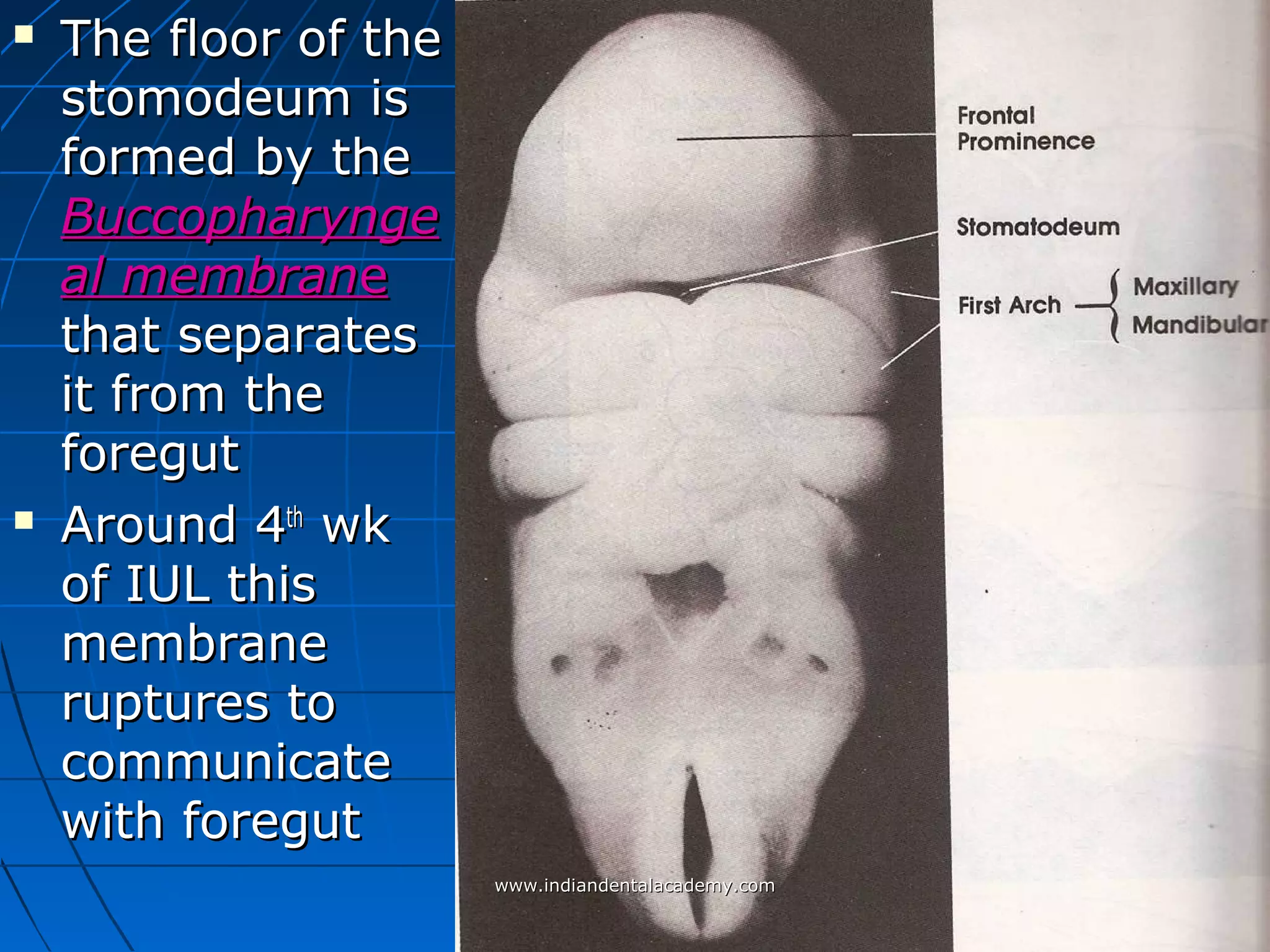 Development of dentition | PPT
