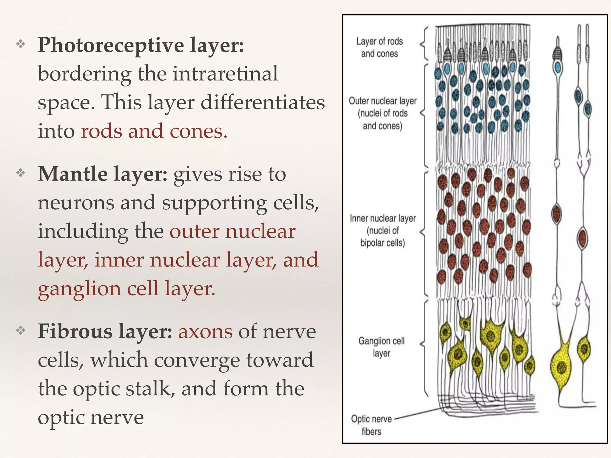 Development of eye | PDF