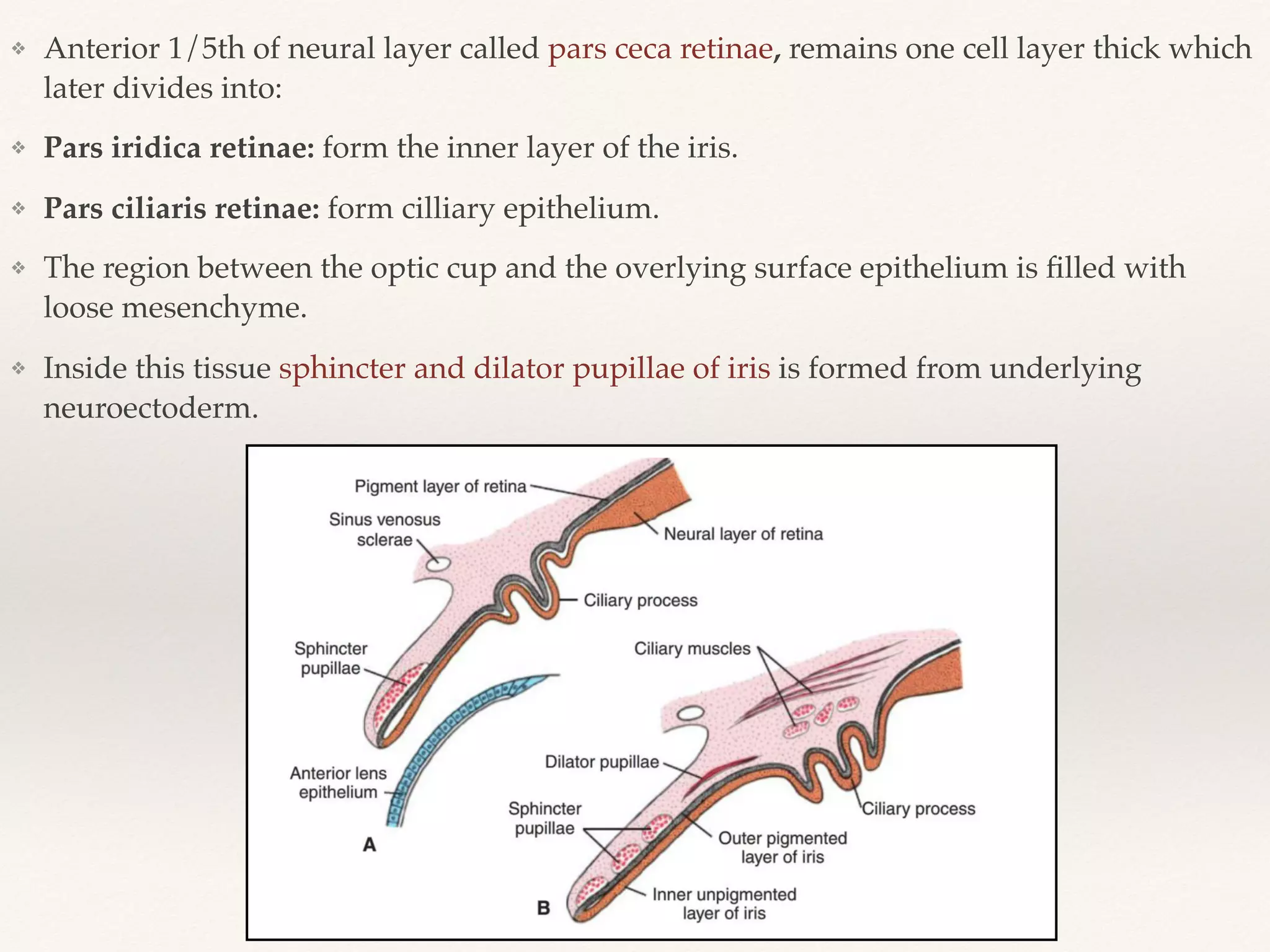 Development of eye | PDF