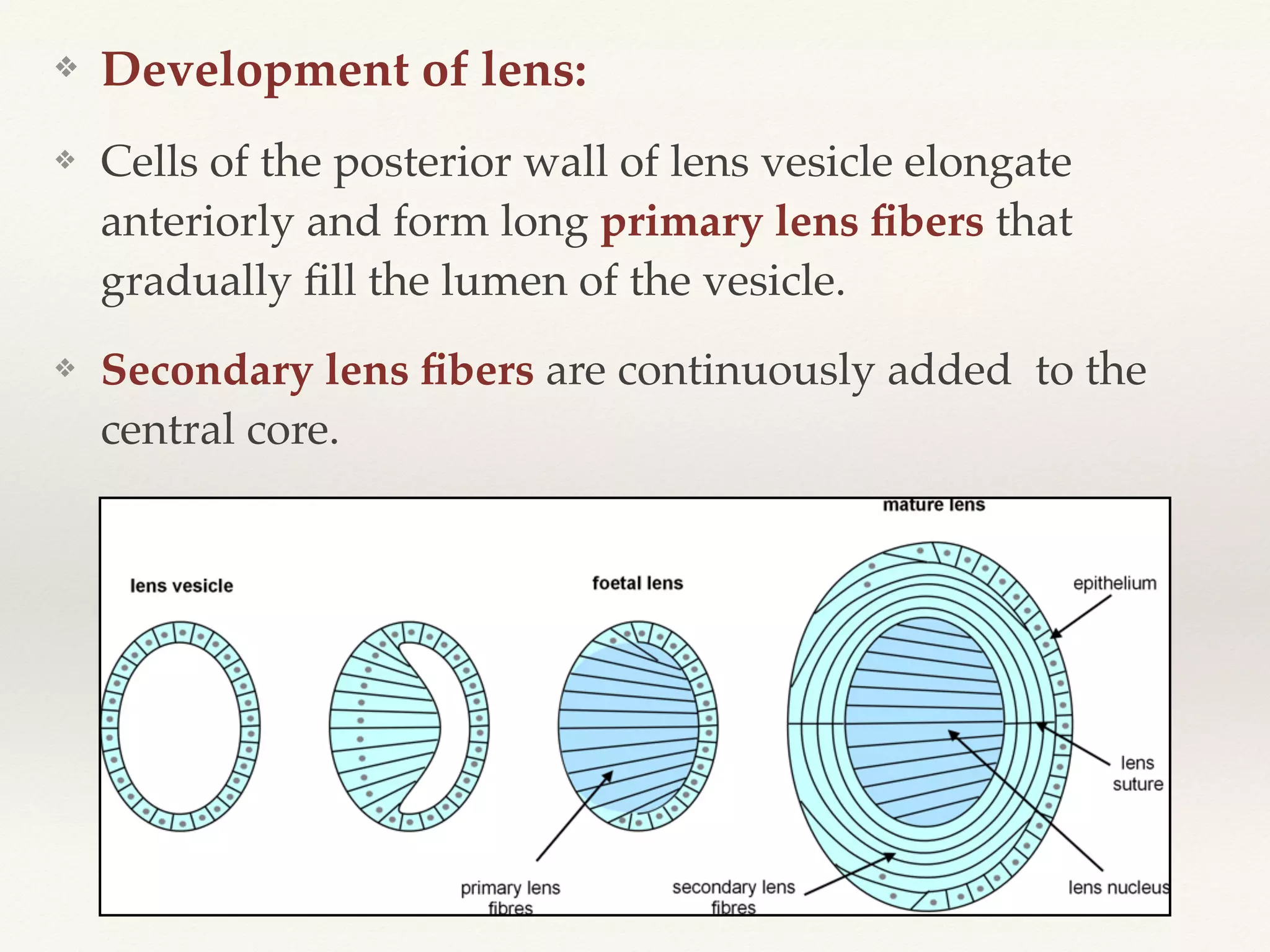 Development of eye | PDF
