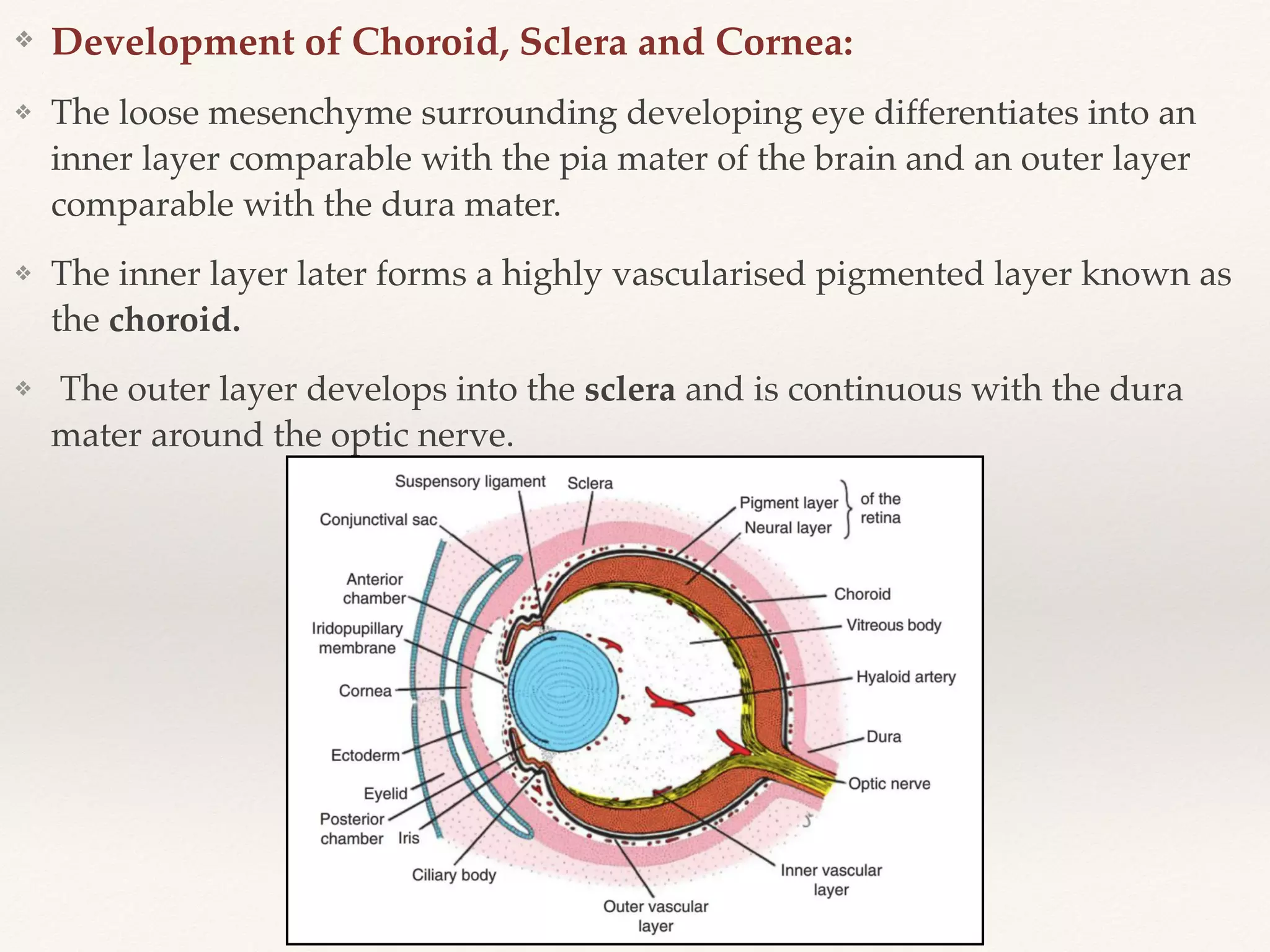 Development of eye | PDF