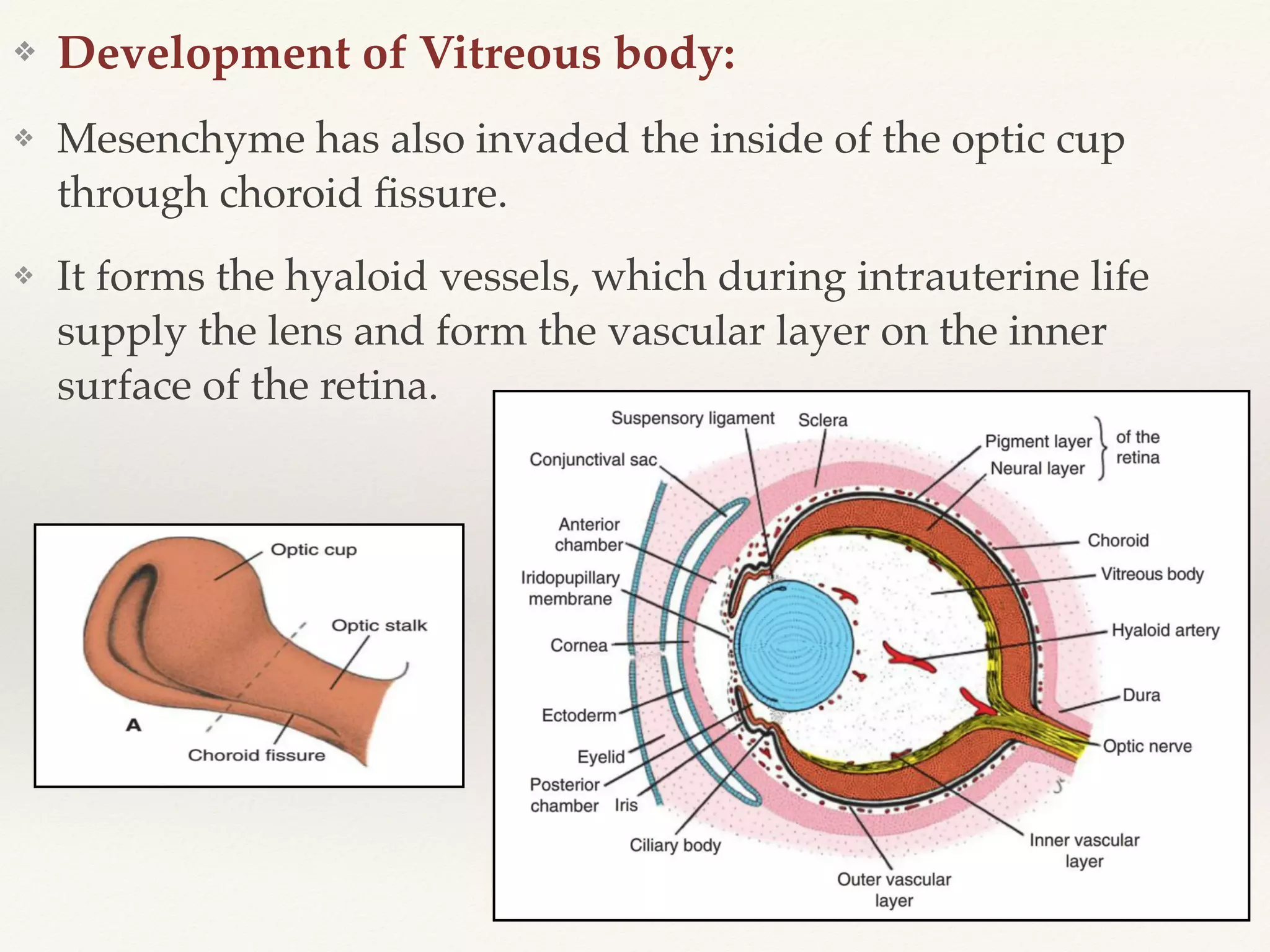 Development of eye | PDF