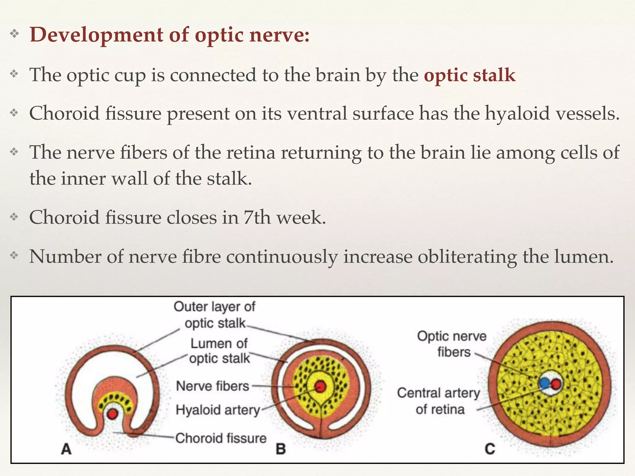 Development of eye | PDF