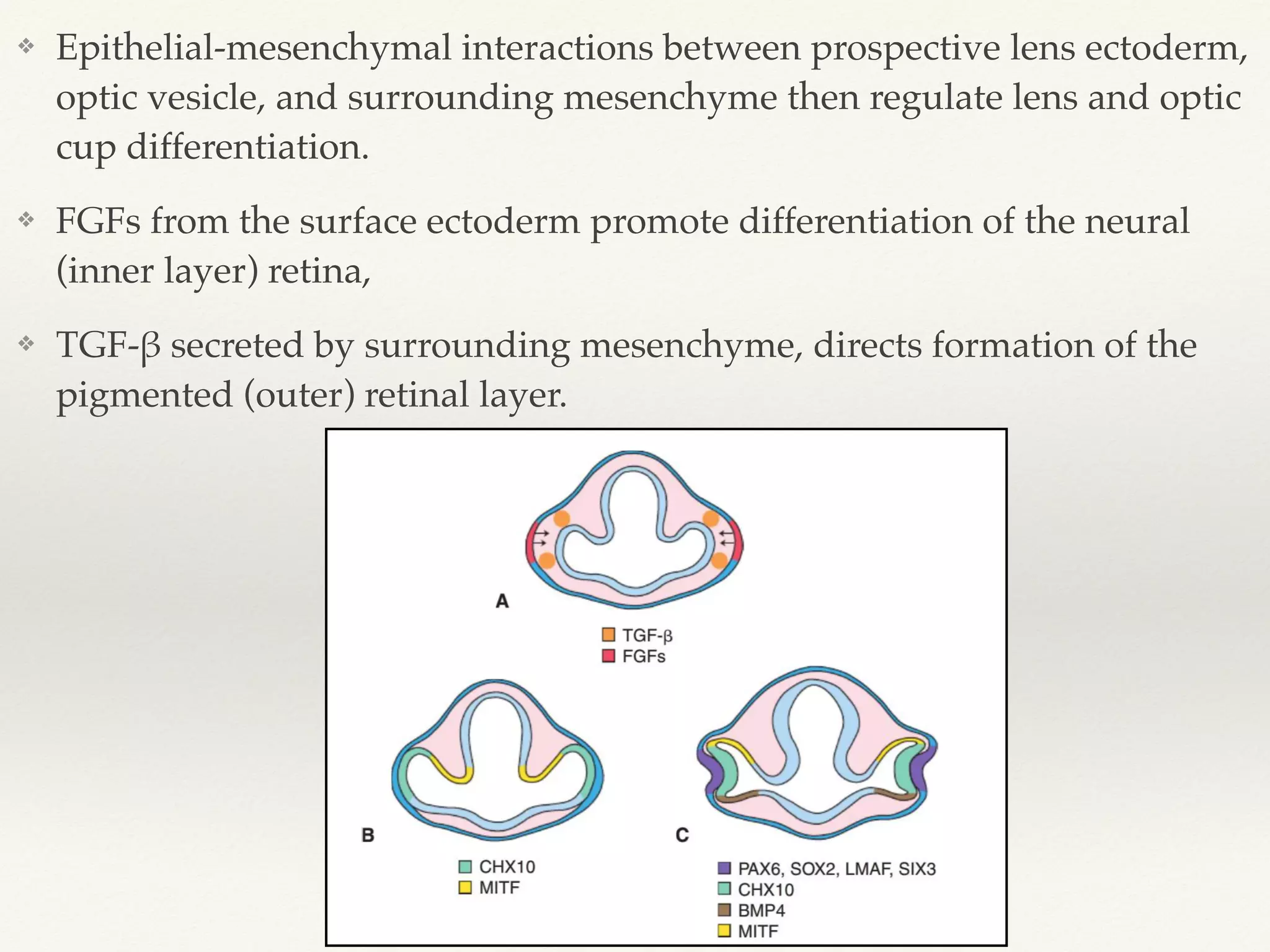 Development of eye | PDF