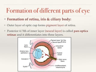 Development of eye | PDF