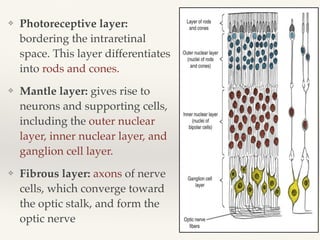 Development of eye | PDF